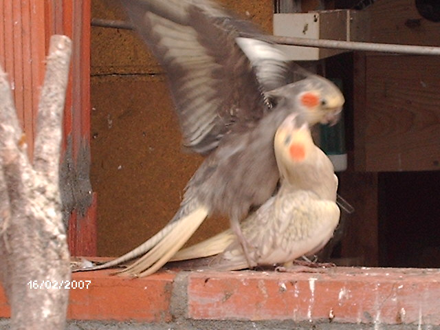 Ritual de Acasalamento :: Calopsitas Net